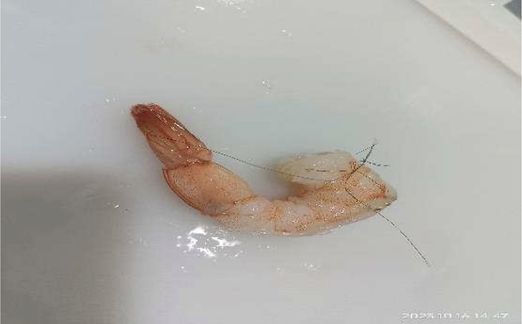 The Whistleblower | India Shrimp: A Growing Goliath | The Outlaw Ocean ...